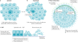 Mechanisms of 3D cell migration | Nature Reviews Molecular Cell Biology