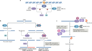 The antitumorigenic roles of BRCA1–BARD1 in DNA repair and replication ...