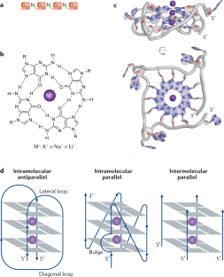 The regulation and functions of DNA and RNA G-quadruplexes | Nature ...