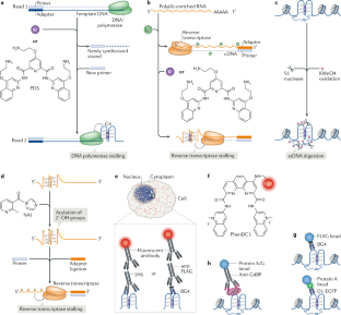 The regulation and functions of DNA and RNA G-quadruplexes | Nature Reviews Molecular Cell Biology
