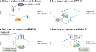 The regulation and functions of DNA and RNA G-quadruplexes | Nature Reviews Molecular Cell Biology