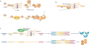 The regulation and functions of DNA and RNA G-quadruplexes | Nature Reviews Molecular Cell Biology