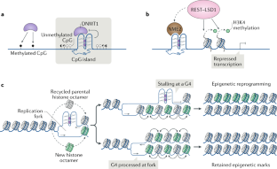 The regulation and functions of DNA and RNA G-quadruplexes | Nature Reviews Molecular Cell Biology