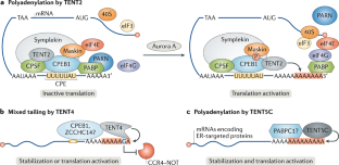A tale of non-canonical tails: gene regulation by post-transcriptional ...