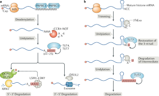 A tale of non-canonical tails: gene regulation by post-transcriptional ...