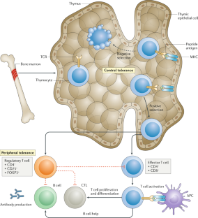 HLA in transplantation | Nature Reviews Nephrology
