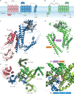 Structure and function of polycystins: insights into polycystic kidney ...