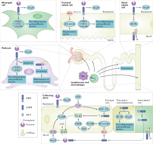 The (pro)renin receptor in health and disease | Nature Reviews Nephrology