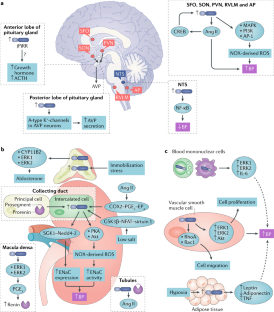 The (pro)renin receptor in health and disease | Nature Reviews Nephrology