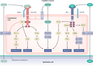 Targeting angiogenesis and lymphangiogenesis in kidney disease | Nature ...