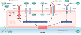 Targeting angiogenesis and lymphangiogenesis in kidney disease | Nature ...