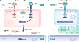 Targeting angiogenesis and lymphangiogenesis in kidney disease | Nature ...