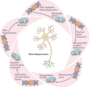 Ageing as a risk factor for neurodegenerative disease | Nature Reviews ...