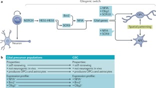 A glial blueprint for gliomagenesis | Nature Reviews Neuroscience