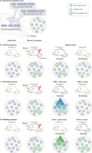 The role of engram cells in the systems consolidation of memory | Nature Reviews Neuroscience