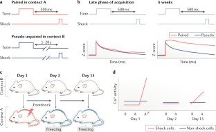 The role of engram cells in the systems consolidation of memory ...