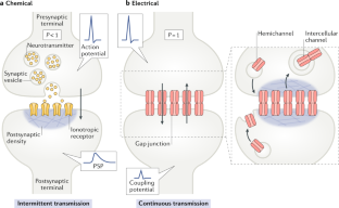 Beyond plasticity: the dynamic impact of electrical synapses on neural ...