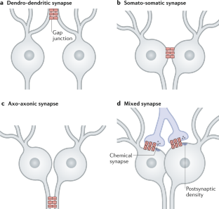 Beyond plasticity: the dynamic impact of electrical synapses on neural ...