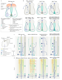 Roles of axon guidance molecules in neuronal wiring in the developing ...