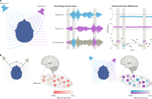Cortical mechanisms of spatial hearing | Nature Reviews Neuroscience