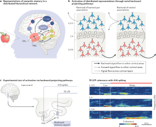 Perirhinal circuits for memory processing | Nature Reviews Neuroscience