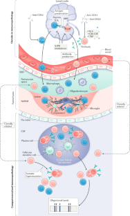 B cells in autoimmune and neurodegenerative central nervous system ...