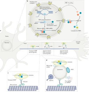 The functional organization of axonal mRNA transport and translation ...