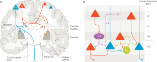 The human motor cortex microcircuit: insights for neurodegenerative disease | Nature Reviews ...