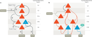 The human motor cortex microcircuit: insights for neurodegenerative disease | Nature Reviews ...