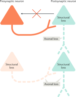 The human motor cortex microcircuit: insights for neurodegenerative ...