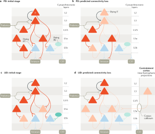 The human motor cortex microcircuit: insights for neurodegenerative ...