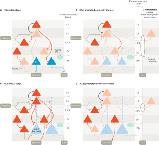 The human motor cortex microcircuit: insights for neurodegenerative disease | Nature Reviews ...