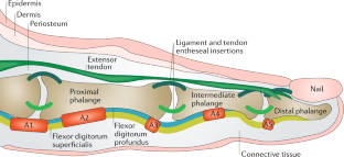 Pathophysiology, assessment and treatment of psoriatic dactylitis ...