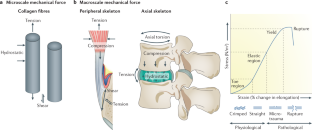 Tendon and ligament mechanical loading in the pathogenesis of ...