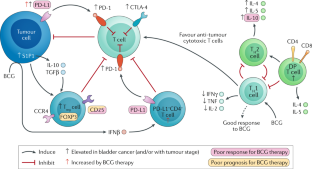 The multifaceted immune regulation of bladder cancer | Nature Reviews ...