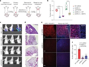 Metabolic enzyme PFKFB4 activates transcriptional coactivator SRC-3 to ...