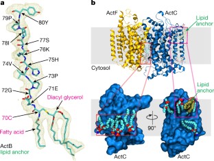 Structure of the alternative complex III in a supercomplex with ...