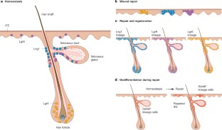 Diverse mechanisms for endogenous regeneration and repair in mammalian ...