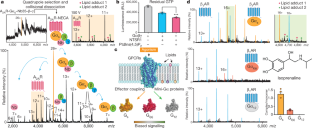 PtdIns(4,5)P 2 stabilizes active states of GPCRs and enhances ...