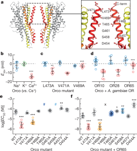 Cryo-EM structure of the insect olfactory receptor Orco | Nature