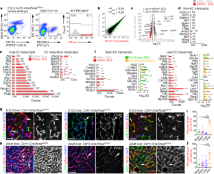 Erythro-myeloid progenitors contribute endothelial cells to blood ...