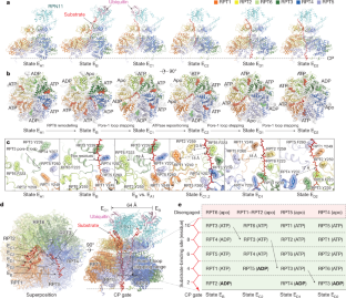 Cryo-EM structures and dynamics of substrate-engaged human 26S ...