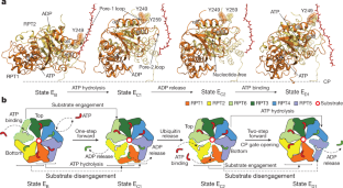 Cryo-EM structures and dynamics of substrate-engaged human 26S ...