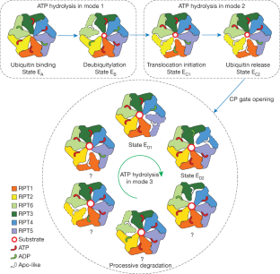 Cryo-EM structures and dynamics of substrate-engaged human 26S ...