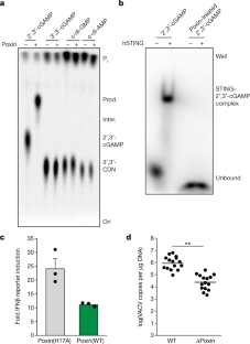 Viral and metazoan poxins are cGAMP-specific nucleases that restrict ...