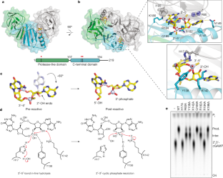 Viral and metazoan poxins are cGAMP-specific nucleases that restrict ...