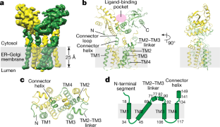 Cryo-EM structures of STING reveal its mechanism of activation by ...