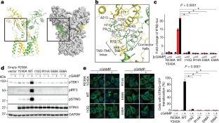 Cryo-EM structures of STING reveal its mechanism of activation by ...