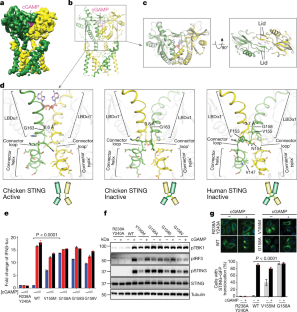 Cryo-EM structures of STING reveal its mechanism of activation by ...