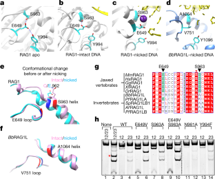 Transposon molecular domestication and the evolution of the RAG ...